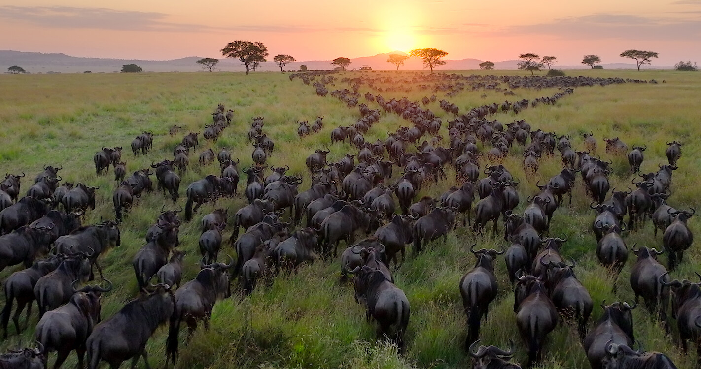 'Our Planet II' Review Visually Astonishing With A Strong Message