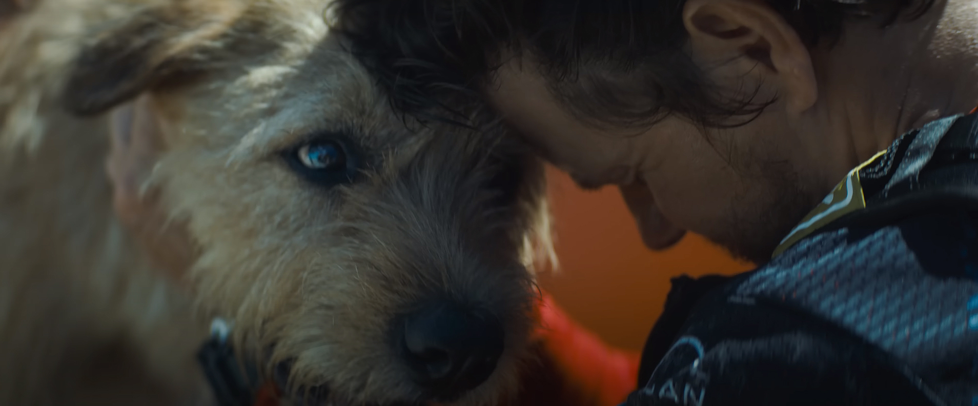'Arthur the King' Trailer Mark Wahlberg And A Stray Dog Go On A ...