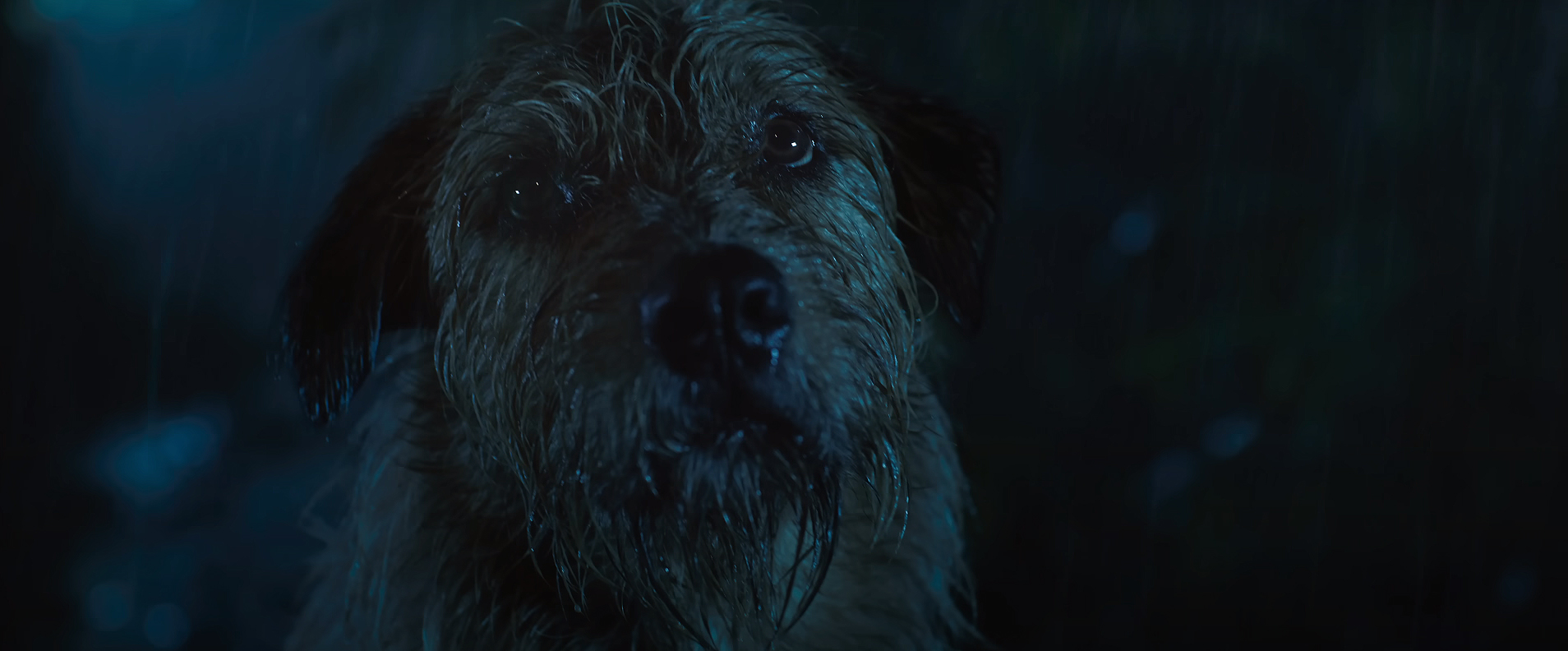 'Arthur the King' Trailer Mark Wahlberg And A Stray Dog Go On A ...